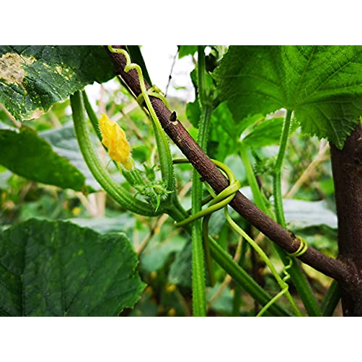 TIPU Soft Rubber Garden Twine, Reusable and Adjustable Plant Tie Without Wire Interior, Hollow Stretch Rubber Twine Expands with The Growth Plant/Fruit Tree, Green, 262 FT