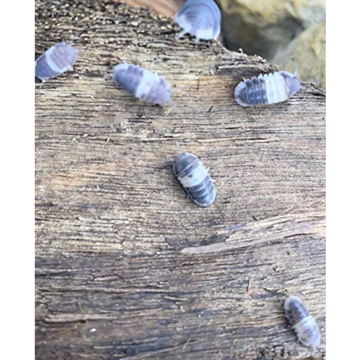 Panda King Isopods 6 Count Live Insects Cubaris Roly Poly Cleanup Crew for Terrarium Reptile Pet Food