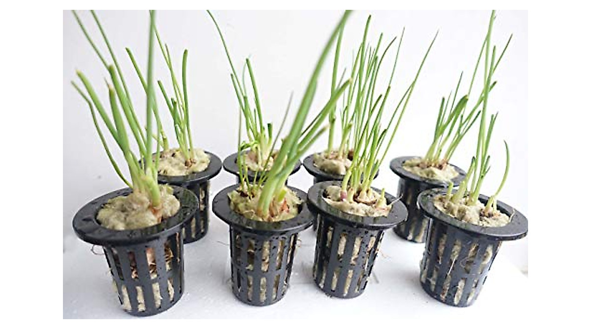 Rockwool Starter Plugs for Hydroponics | Rapid Root Growth