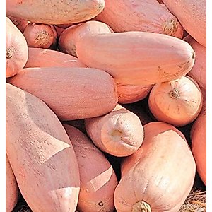 TomorrowSeeds - Jumbo Pink Banana Squash Seeds - 40+ Count Packet - Georgia Candy Roaster Big Sweet Butternut Pumpkin Winter Garden