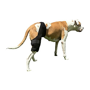Labra Dog Canine K9 Hot Cold Ice Heat Therapy Knee Wrap for ACL MCL CCL Patella Injuries Sprain Strain Arthritis Senior Dog
