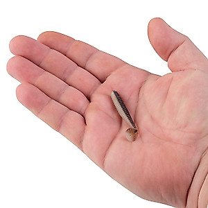 Berkley Powerbait Power Swimmer Fishing Soft Bait, Pro Blue Red Pearl, 2"