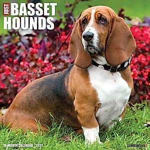 Just Basset Hounds 2021 Wall Calendar (Dog Breed Calendar)