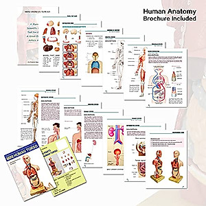 EVOTECH 2023 Newest Human Body Model for Kids, 15 Pcs Removable 11 inch Human Torso Anatomy Model with Heart Head Skull Brain Skeleton Model, Age 4+, Preschool & School Medical Education Display