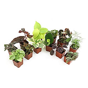 Altman Plants Live Houseplants (12PK), Indoor Plants for Delivery Prime, Live Plants and Gardening Gifts for Plant Lovers, Planters for Indoor Plants with Potting Soil, Live House Plants Indoors Live