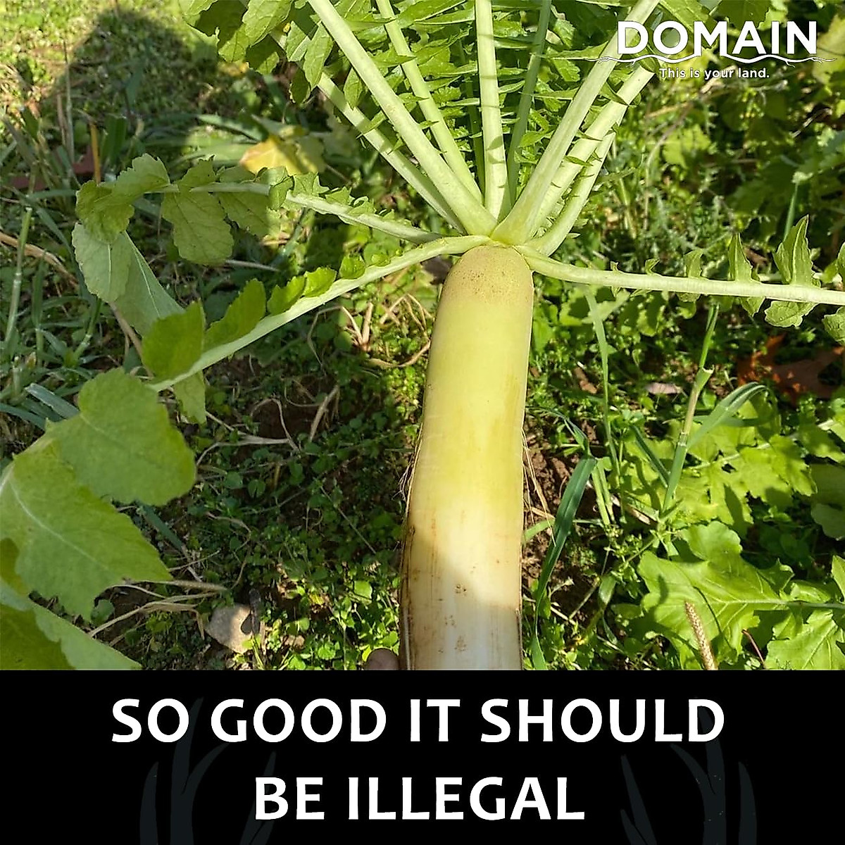 Domain Outdoor Illicit Food Plot Seeds, Fast Growing Variety of Deer Radish, Perfect Seed for Spring, Summer or Fall, Leafy Greens, Sugar-Filled Tap Root, Up to 8 Tons of Forage Per Acre, 1/2 Acre