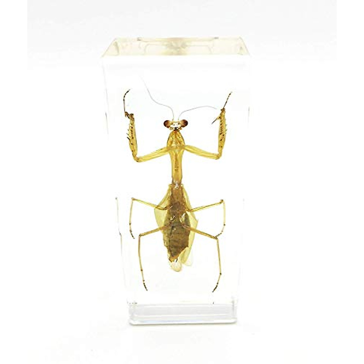 Praying Mantis(Mantis)(rearhorse) Paperweight Specimen Science Education Specimens(4.4x1.6x1.1")