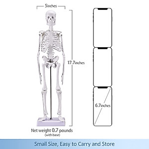 17.7" Human Skeleton Model Anatomical Mini Skeleton Model with Metal Stand, Anatomy Skeleton Model Small with Removable Arms and Legs for Dental Office, Science Lab and Classroom