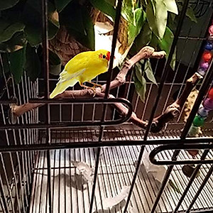 PINVNBY Parrot Perches Natural Birds Stand Wild Grape Stick Grinding Paw Climbing Wood Cage Accessories and Toy for Parakeet, Lovebirds,Budgies,Cockatiels and Finches