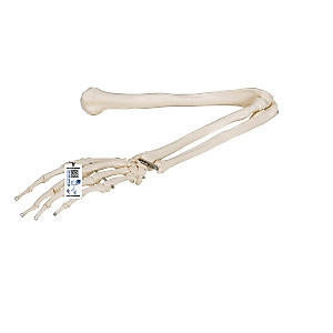 3B Scientific A45 Arm Skeleton - 3B Smart Anatomy