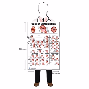 Larynx, Sound Production, Speech Articulation, Articulation LP 24x36 inch, 4 Poster Set