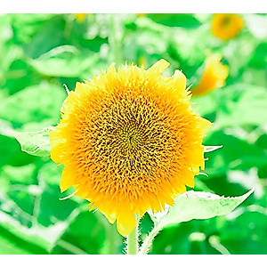 1000pcs Mix Sunflower Seeds for Planting - 10 Varieties Heirloom and Non-GMO Seeds for Outdoor Garden and Bonsai Plants, Easy to Plant and Grow