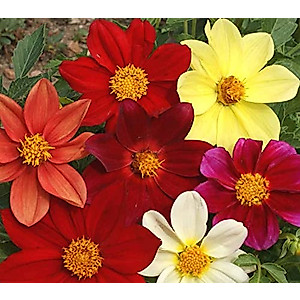 David's Garden Seeds Flower Dahlia Dwarf Single Mix (Multi) 50 Non-GMO, Open Pollinated Seeds