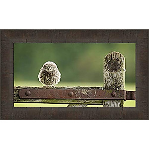 Fuzzball by Mark Bridger 13x20 Baby Owl Owlet Fencepost Wood Fence Framed Art Print Wall Décor Picture