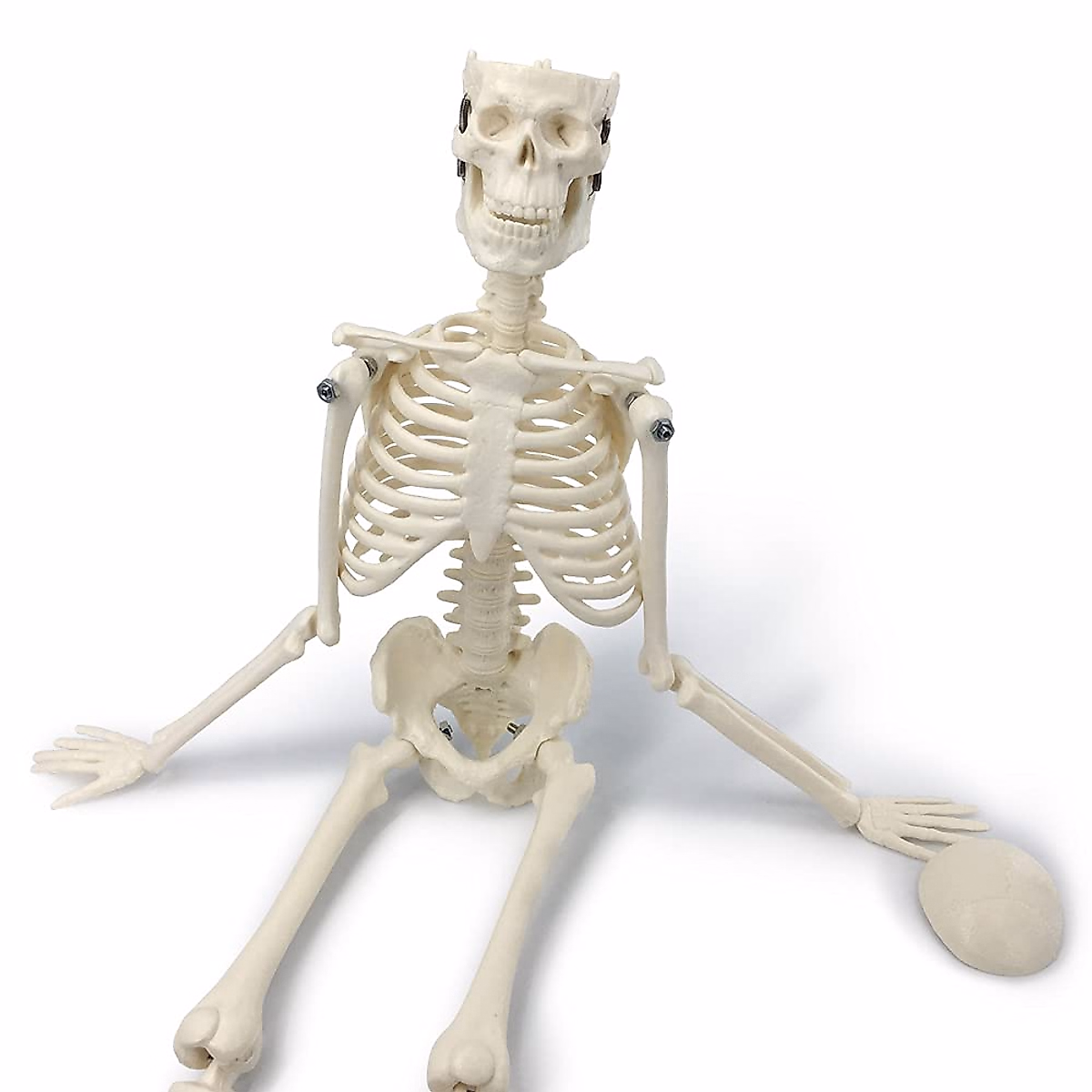 Merinden Mini Human Skeleton Model, 17.72” Petite Human Bones Model with Movable Arms, Legs and Stand, for Student, Kid to Study Small Human Skeletal System Anatomy, Physiology and to Decor Halloween