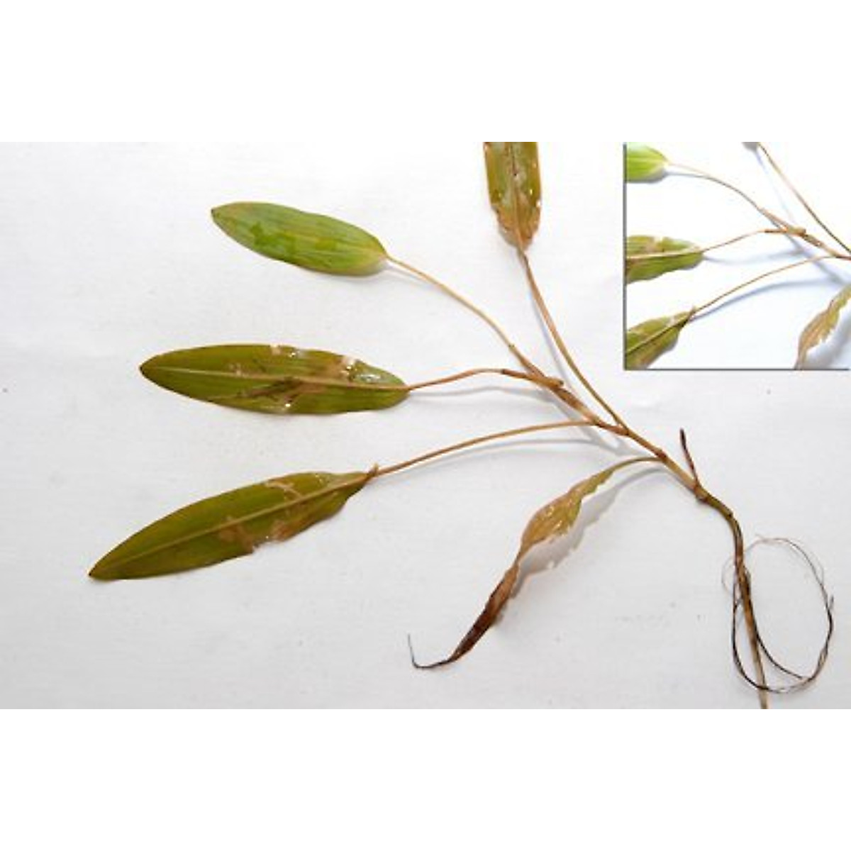 Tsunami DQ Aquatic Herbicide - Gallon - 37.3 Percent Diquat Dibromide - Concentrated Aquatic Weed Killer for Lakes and Ponds - Duckweed, Watermeal, Curly Leaf, Pondweed & Many More