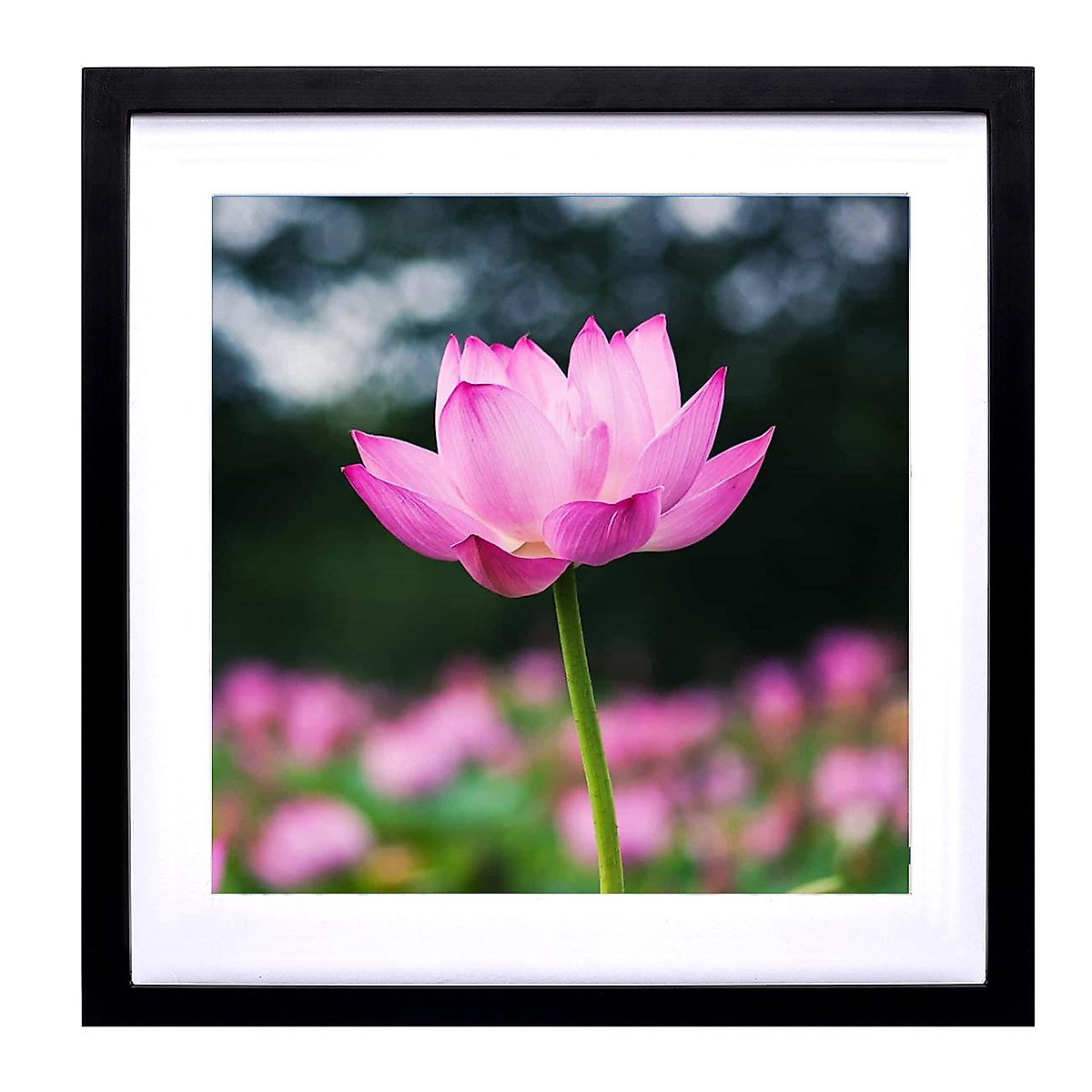 Mxtallup 40x40 Diamond Painting Frames Picture Wood,Display Pictures16x16 Inch/ 40x40 cm with Mat or 18x18 Inch/45x45cm Without Mat, Diamond Embroidery Photo Frame Diamond Art frames Black (TK007)