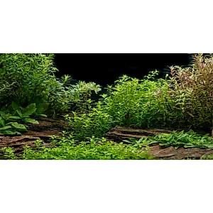 AWERT Aquarium Background River Bed & Lake Aquatic Plant Fish Tank Background Vinyl 48x20 inches