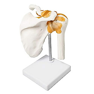 Anatomical Shoulder Joint Model Medical Anatomy Skeleton, Human Body Shoulder Ligament Model Anatomy Replica of Norma Shoulder Joint for Doctors Office Educational Tool, Medical Teaching Learning