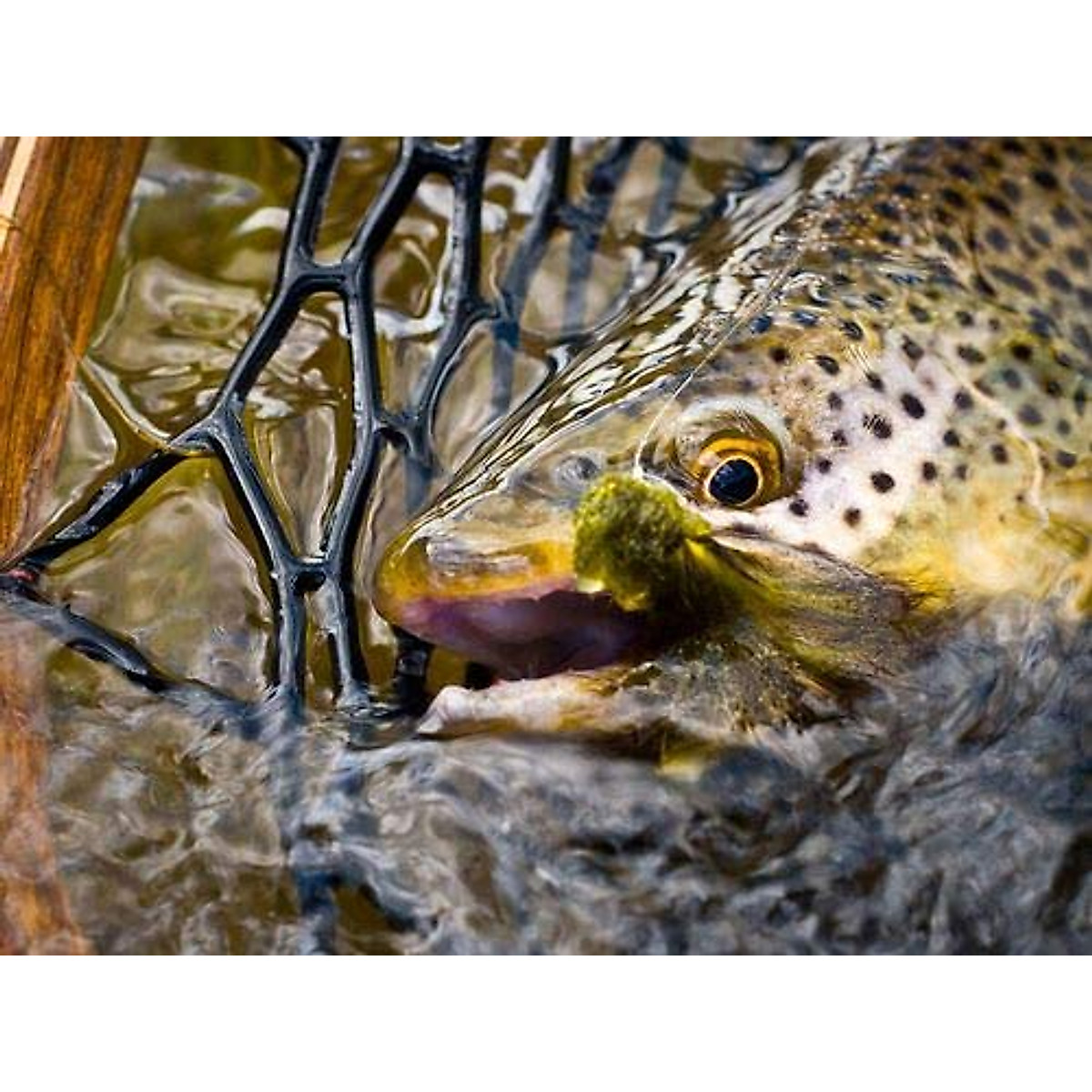 SF 6PCS Pre Tied Loop Fly Tapered Leader Nylon Fly Fishing Trout Leader Line 7.5FT-5X