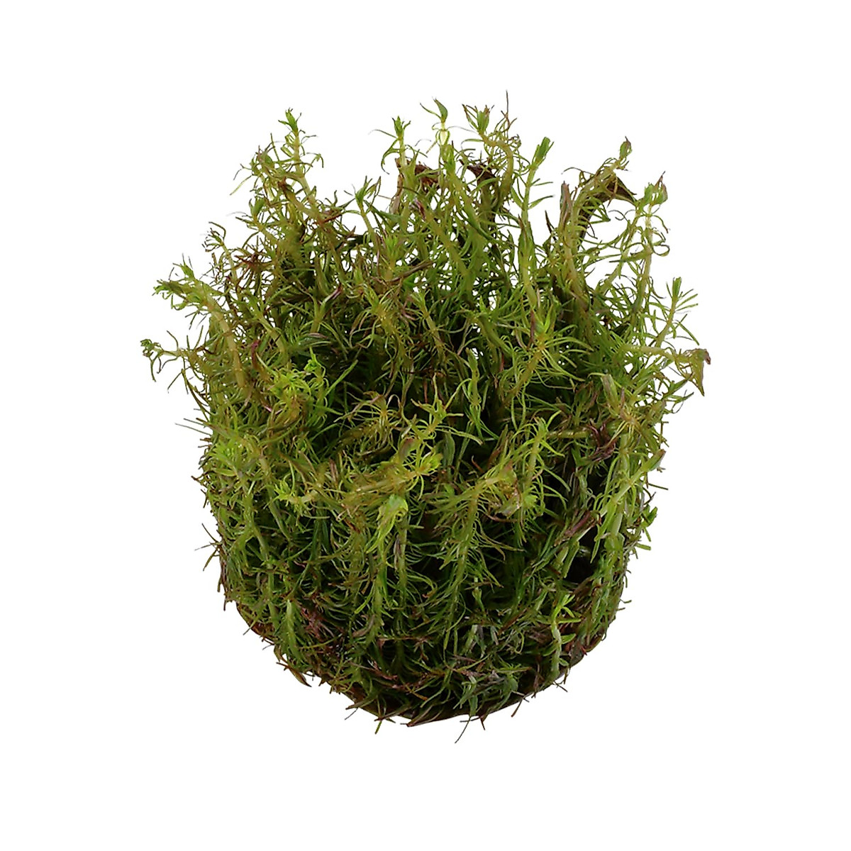 CANTON AQUATICS Live Aquarium Rotala Wallichii Plant - Highly Sought & Absorb Wastes - Easy to Maintain - Promote High Water Quality - Bunch 3-5 Stems