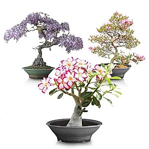 Flowering Bonsai Tree Seed Bundle #2 - All Flowering Tree Seeds, Vibrant Colors - Desert Rose, Japanese Cherry Blossom, Chinese Wisteria