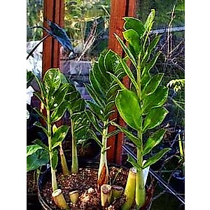 Hirt's Gardens Zamioculcas zamiifolia Hardy House Plant - 6" Pot