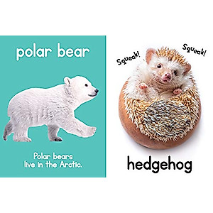 Adorable Animals - Touch and Feel Board Book - Sensory Board Book