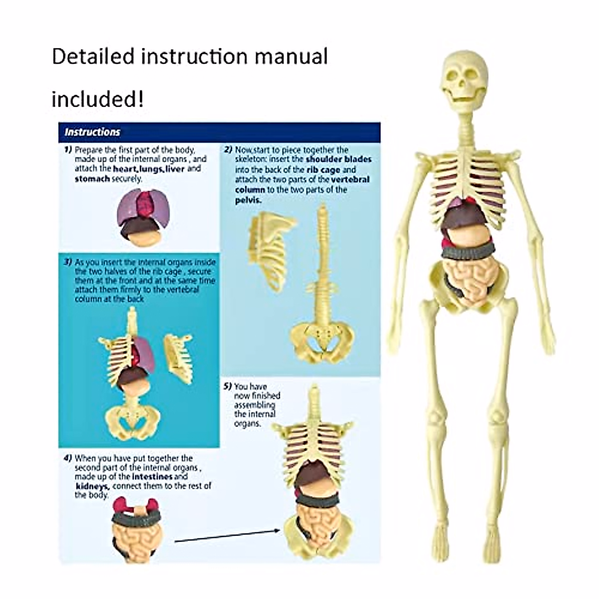 Hiawbon 3-D Human Body Model People Action Figure Human Torso Body Anatomy Interactive Scientific Kit with Removable Organs and Skeleton Model,Set A