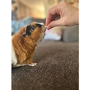 Sherwood Pet Health Digestive Support, Papaya (100 Tablets - 60 Grams). Contains Natural Motility Herbs That Regulate The Digestive Tract, Improve The Gut microbiome and Stimulate The Appetite.