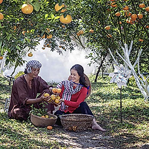 YARNOW Garden Wind Spinners Plastic Pinwheels Bird Repeller Pinwheels Wind Sculptures Yard Stake Stick Art Ornament Bird Repellent Device Stake Decorations for Lawns Yard Patio 2Pcs