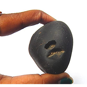 XUETZALCOATL Padmanabha Damodara Shaligram Sudarshan Shaligram 1.5cm - 2.5cm from Kali Gandaki 1 pcs