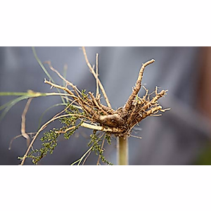 Valerian (Valeriana officinalis) Seeds - Pack of 75, Certified Organic, Non-GMO, Open Pollinated, Untreated Herb Seeds for Planting – from USA