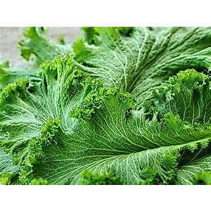 500 Green Wave Mustard Seeds for Planting Heirloom Non GMO 1.25+ Grams Garden Vegetable Bulk Survival