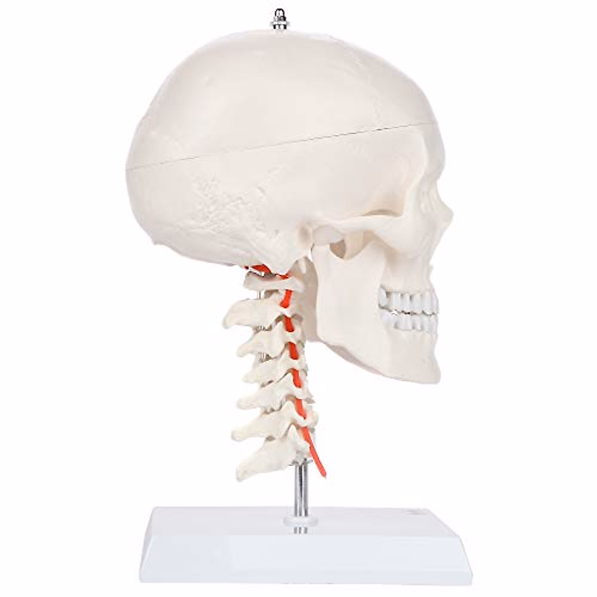 Axis Scientific 3-Part Human Skull Model with Flexible Neck | Life Size Plastic Skull on a Flexible Cervical Spine Molded from a Real Human Skull