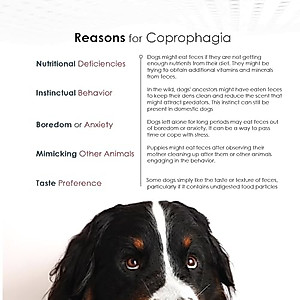 Nixit Stool-Eating Preventative for Dogs - Vitamin B Supplement - Chicken Liver and Natural Fish Flavored Powder - 10.5 oz