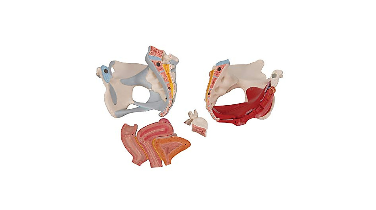 3B Scientific Female Pelvis Model w/ Ligaments | 4 Part