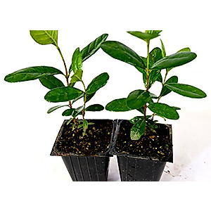 9GreenBox - Pineapple Guava - 2 Pack