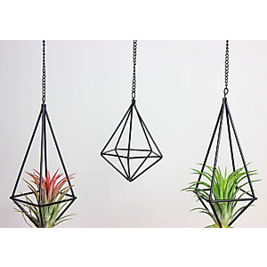 SZRUIZFZ Tillandsia Air Plant Holder Black Geometric Hanging Air Plant Holders Unique for Wall Decor Xerographica Air Plant Hanger for Indoor Decor Himmeli Geometric Decor (5Pcs)