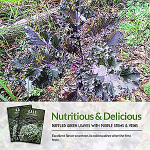 Survival Garden Seeds - Red Russian Kale Seed for Planting - Packet with Instructions to Plant and Grow Curly Ornamental and Edible Kale in Your Home Vegetable Garden - Non-GMO Heirloom Variety