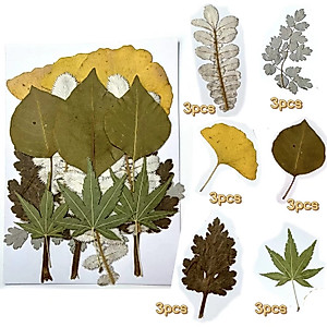 Fbrand 180 Pieces of Real Dry Embossed Flowers with Plant Petals Used for Scrapbook Supplies Card Making Nail Art Picture Frame Decoration soap and Candle