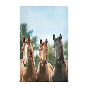 xigua Horse Kitchen Towels Set of 4, Soft Absorbent Drying Dishcloths Dish Towels with Hanging Loop for Kitchen Bathroom Bar Home Decor, 18 x 28 Inch