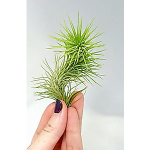 The Drunken Gnome Funkiana Air Plant Pack Tillandsia Live Easy Flowering Houseplants for Indoor Garden Office or Terrarium Choose 3 Pack 5 Pack or 10 Pack Sizes Small to Large (3 Pack)
