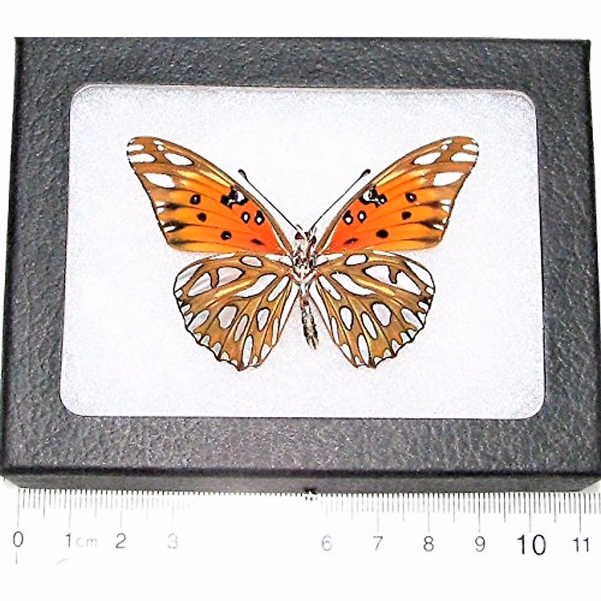 BicBugs Agraulis vanillae Verso Real Framed Butterfly Orange Gulf Fritillary