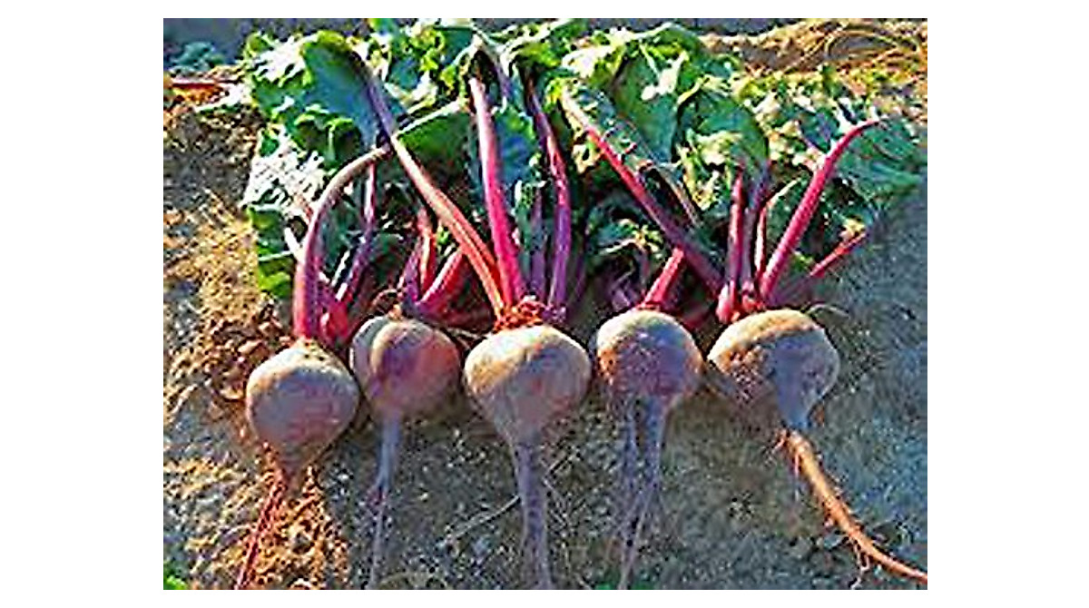 Early Wonder Beets Seeds - Heirloom, Nutritious & Easy to Grow