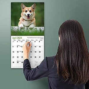 MICASA Corgis 2024 Wall Calendar 12 Month | 12" x 24" Open | Thick & Sturdy Paper | Giftable | Calendar 2024