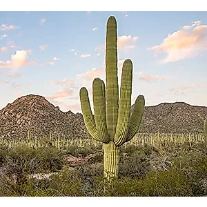 Giant Saguaro Cactus Seeds - 25 Seeds - Great for Bonsai