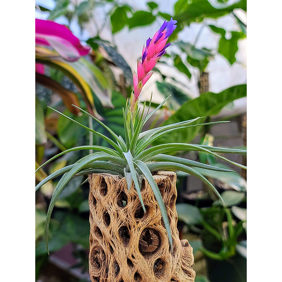 Air Plants - 1 Aeranthos - 3 to 5 Inch Air Plant - Color & Form Varies by Season - 30 Day Guarantee on Tillandsia from The Drunken Gnome (1, One Size 3-5")