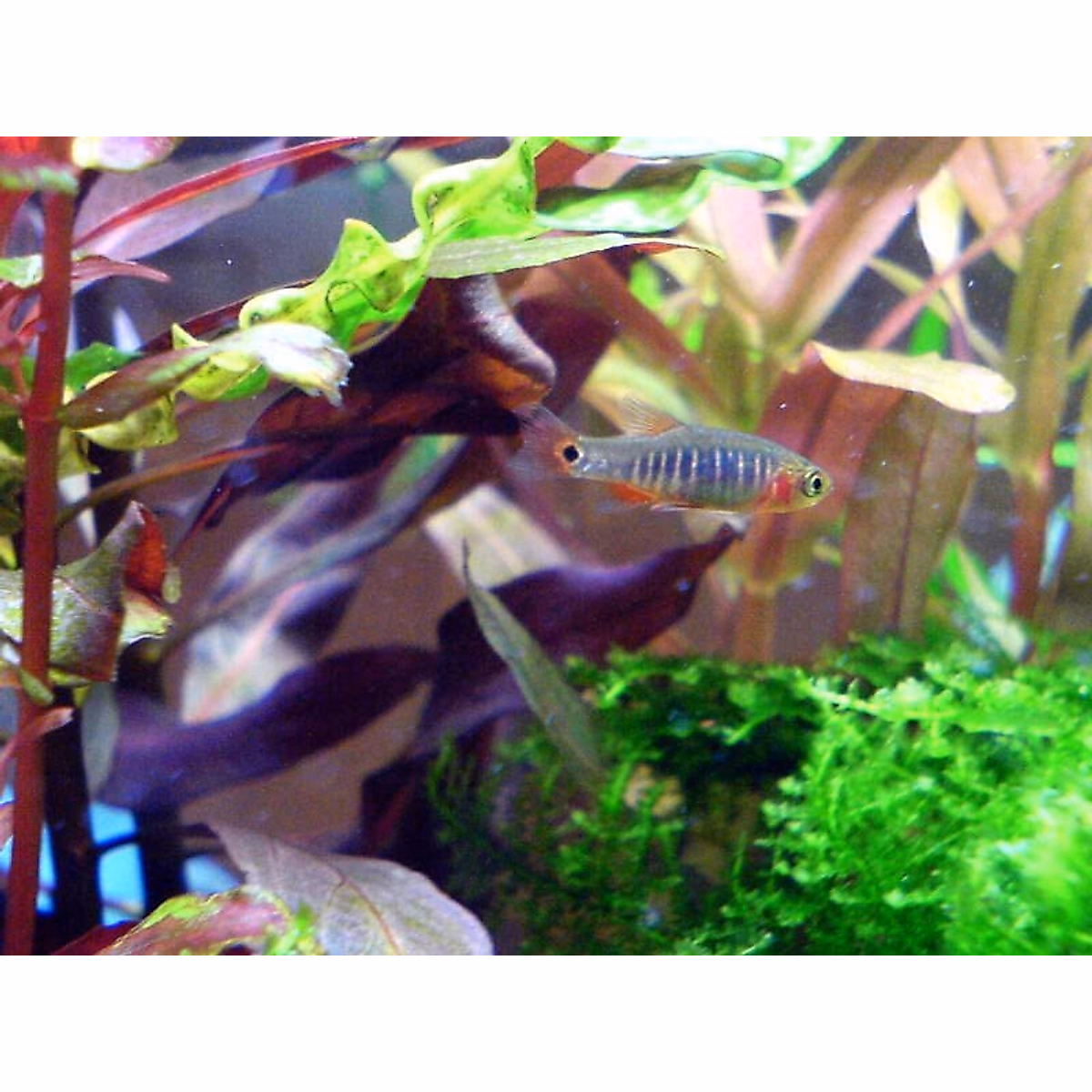 Emerald Dwarf Rasbora - 8 Pack Live Freshwater Aquarium Fish