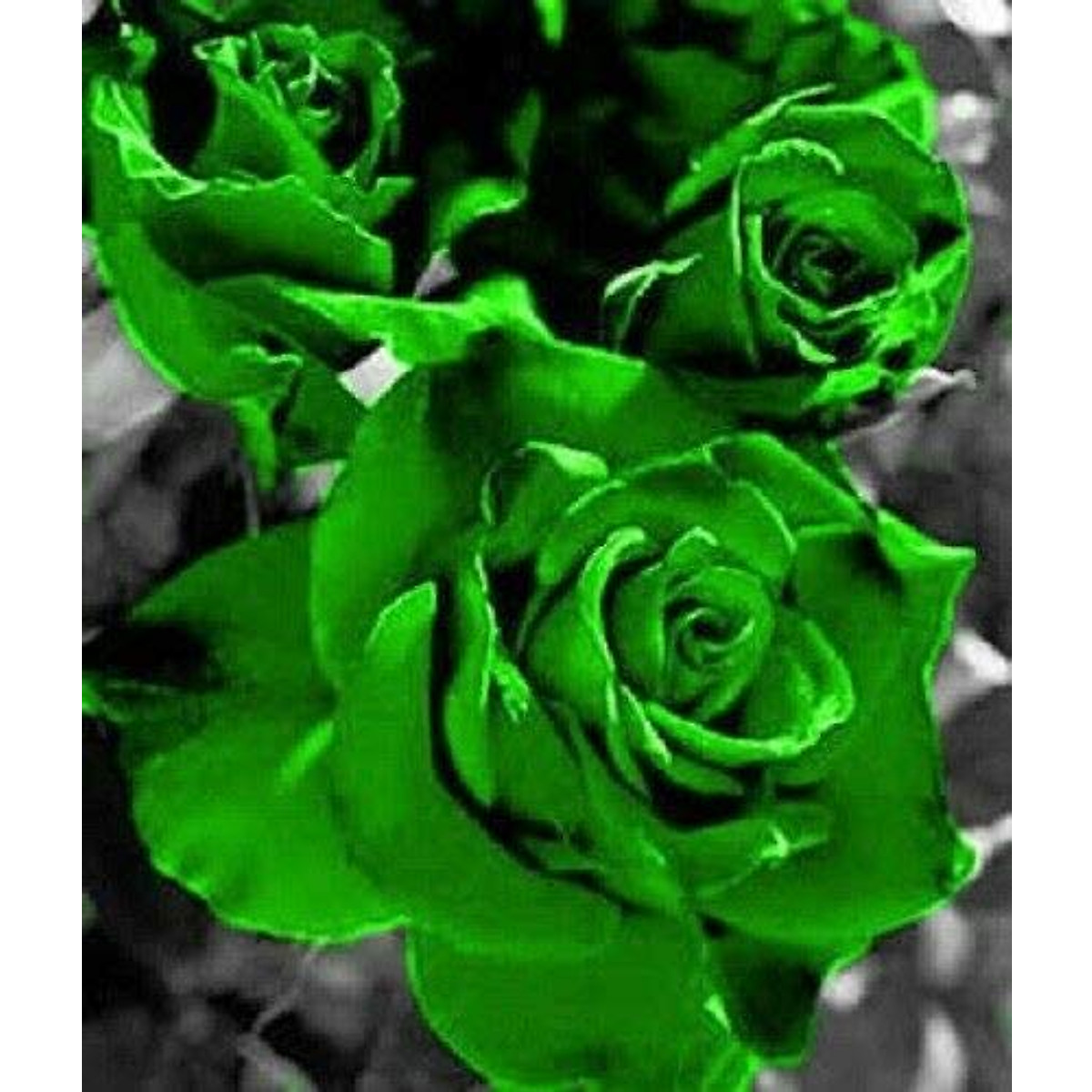 20+ Green Rose Rosa Flowers Seeds Bush Shrub Perennial Flower